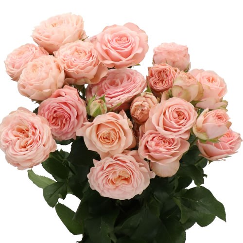 ROSE SPRAY BRITNEY 50cm | Wholesale Dutch Flowers & Florist Supplies UK