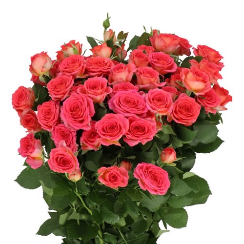 ROSE SPRAY CHIMO 50cm | Wholesale Dutch Flowers & Florist Supplies UK