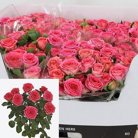 ROSE SPRAY CHIMO 50cm | Wholesale Dutch Flowers & Florist Supplies UK