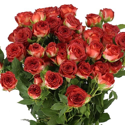 ROSE SPRAY CHOCOLA BUBBLES 50cm | Wholesale Dutch Flowers & Florist ...