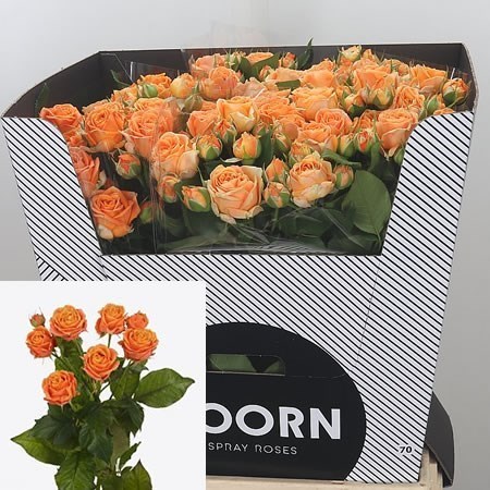 ROSE SPRAY CORAL BUBBLES 60cm | Wholesale Dutch Flowers & Florist ...
