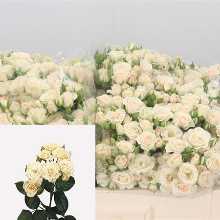 ROSE SPRAY CREAM GRACIA 50cm | Wholesale Dutch Flowers & Florist ...