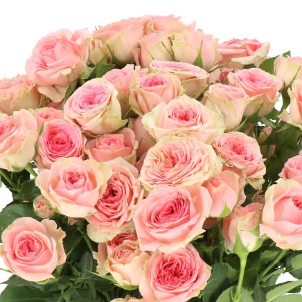 ROSE SPRAY FANCY 50cm | Wholesale Dutch Flowers & Florist Supplies UK