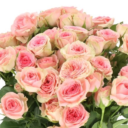 ROSE SPRAY FANCY 60cm | Wholesale Dutch Flowers & Florist Supplies UK