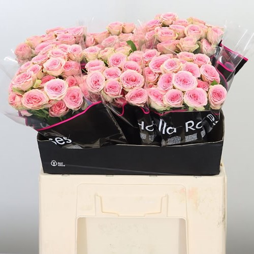 ROSE SPRAY FANCY 60cm | Wholesale Dutch Flowers & Florist Supplies UK