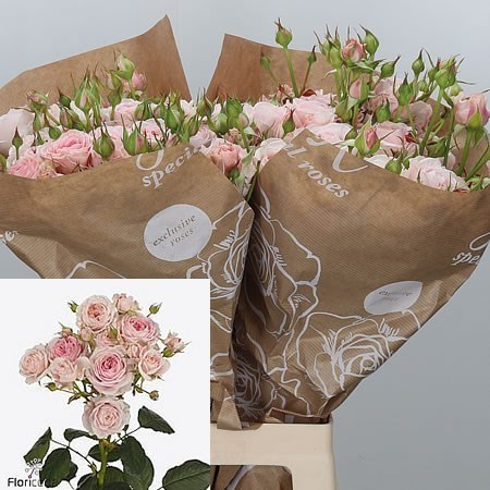 ROSE SPRAY FATAL ATTRACTION (V SMALL) 40cm | Wholesale Dutch Flowers ...