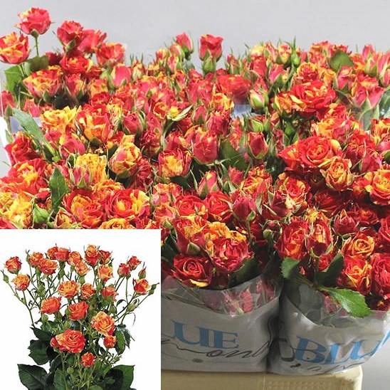 ROSE SPRAY FIRE FLASH 60cm | Wholesale Dutch Flowers & Florist Supplies UK