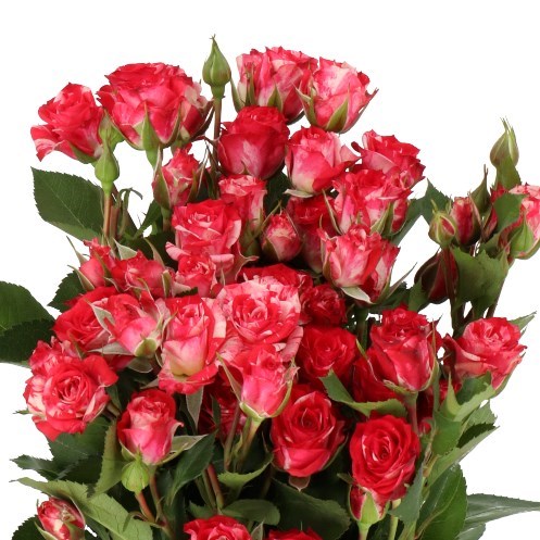 ROSE SPRAY FIREWORKS 50cm | Wholesale Dutch Flowers & Florist Supplies UK