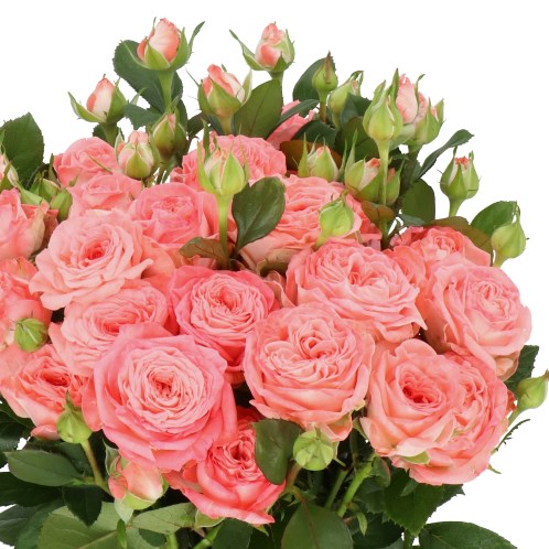 ROSE SPRAY FIRST DATE 50cm | Wholesale Dutch Flowers & Florist Supplies UK