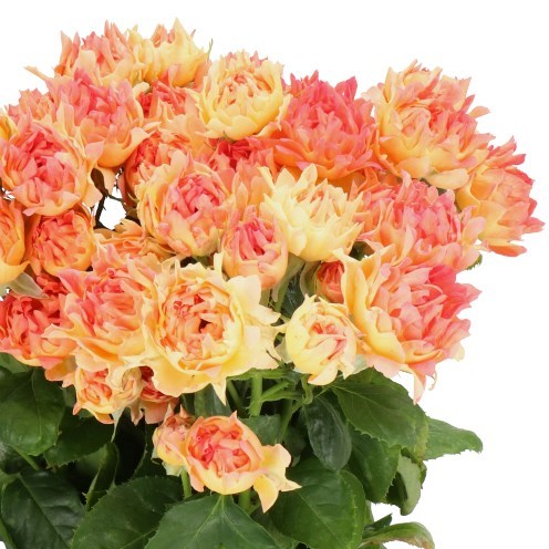 ROSE SPRAY FLAME 50cm | Wholesale Dutch Flowers & Florist Supplies UK