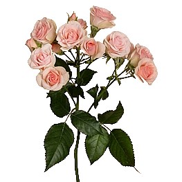 ROSE SPRAY FLIRTING BUBBLES 50cm | Wholesale Dutch Flowers & Florist ...