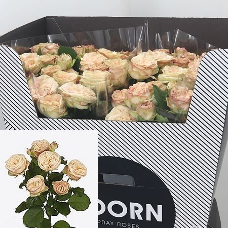 ROSE SPRAY GENTLE TRENDSETTER 50cm | Wholesale Dutch Flowers & Florist ...