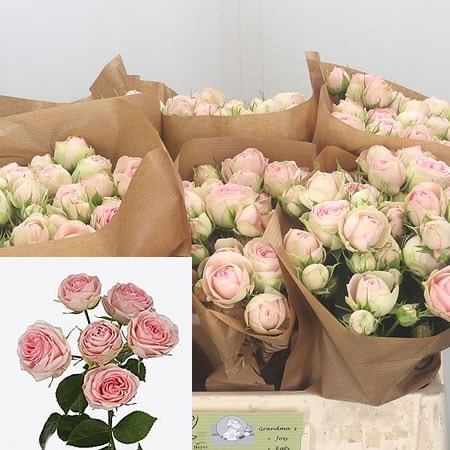 ROSE SPRAY GRANDMAS KATY 60cm | Wholesale Dutch Flowers & Florist ...