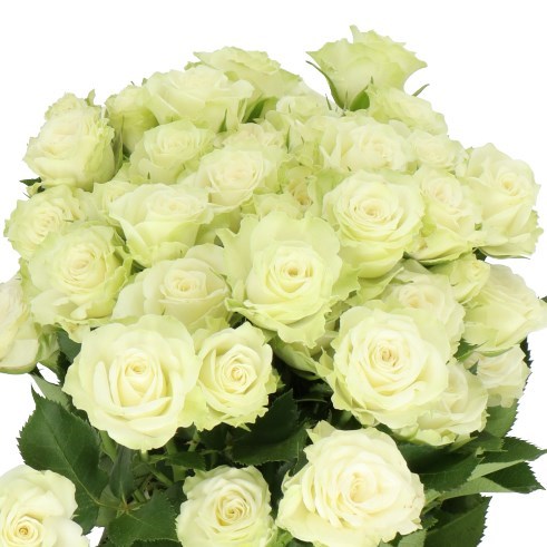 ROSE SPRAY GREEN GLOW 50cm | Wholesale Dutch Flowers & Florist Supplies UK