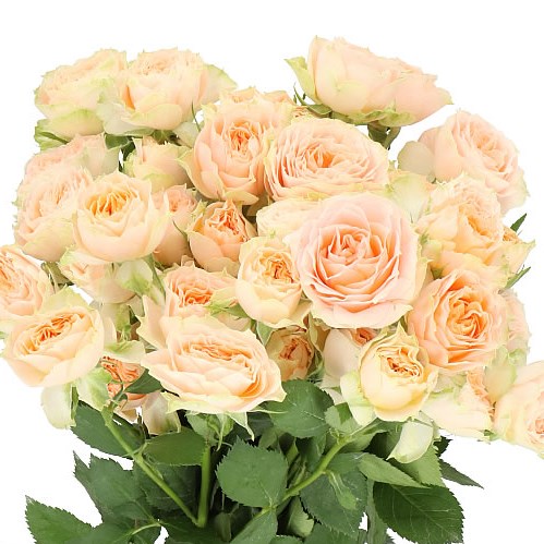 ROSE SPRAY HOLLY 50cm | Wholesale Dutch Flowers & Florist Supplies UK