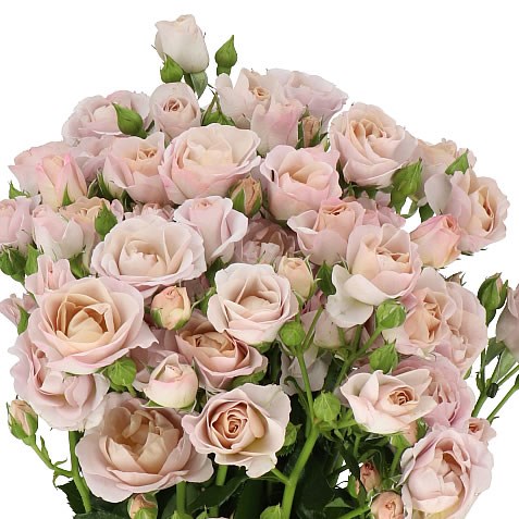 ROSE SPRAY INNOCENCIA IN CARAMEL 60cm | Wholesale Dutch Flowers & Florist Supplies UK