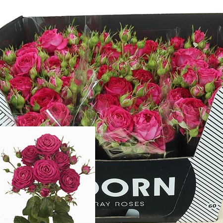 ROSE SPRAY JUDY 60cm | Wholesale Dutch Flowers & Florist Supplies UK