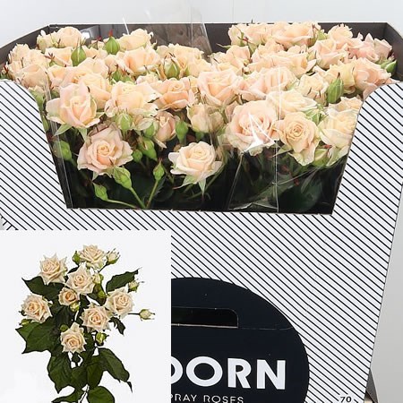 ROSE SPRAY JUSTINE 60cm | Wholesale Dutch Flowers & Florist Supplies UK