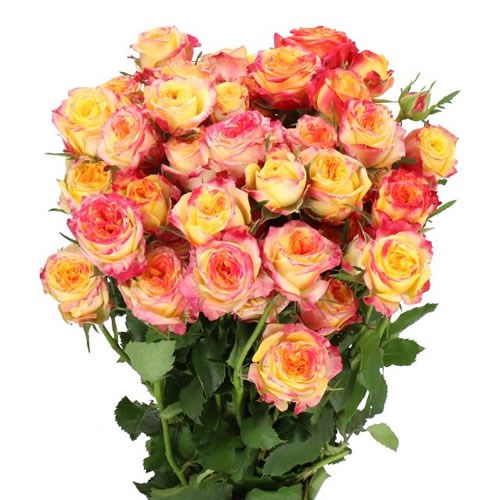 ROSE SPRAY LAND OF FIRE 50cm | Wholesale Dutch Flowers & Florist ...