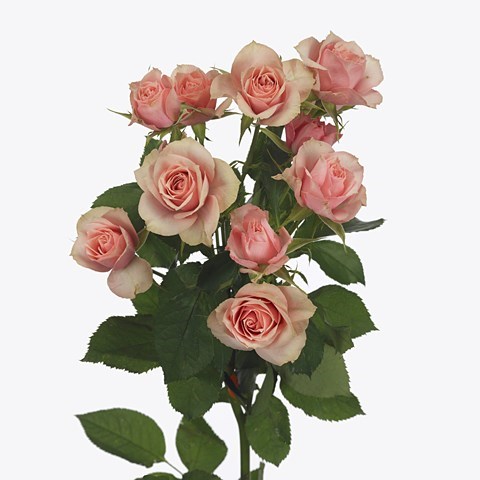ROSE SPRAY LATOYA 50cm | Wholesale Dutch Flowers & Florist Supplies UK