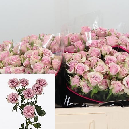 ROSE SPRAY LEILA 50cm | Wholesale Dutch Flowers & Florist Supplies UK