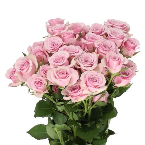 ROSE SPRAY LEILA 50cm | Wholesale Dutch Flowers & Florist Supplies UK