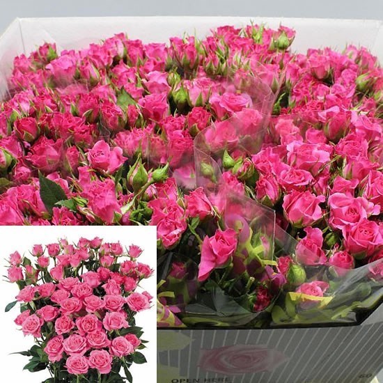 ROSE SPRAY LIANNE 60cm | Wholesale Dutch Flowers & Florist Supplies UK