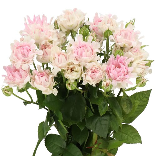 ROSE SPRAY LOVE IT 60cm | Wholesale Dutch Flowers & Florist Supplies UK