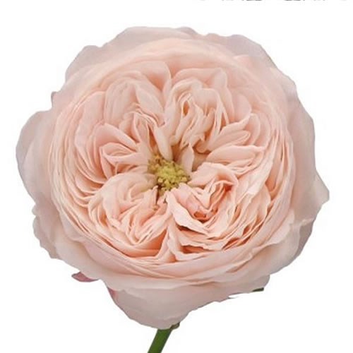 ROSE SPRAY MANSFIELD PARK 70cm | Wholesale Dutch Flowers & Florist ...