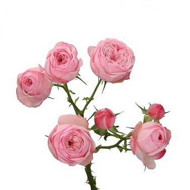 ROSE SPRAY MANSFIELD PINK PARK 60cm | Wholesale Dutch Flowers & Florist ...