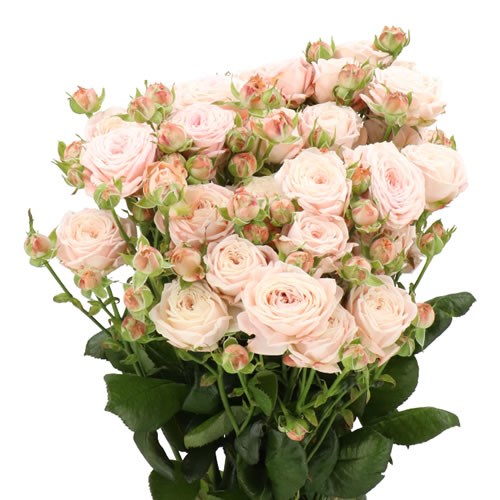 ROSE SPRAY NYNKE 70cm | Wholesale Dutch Flowers & Florist Supplies UK