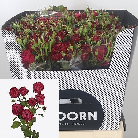 ROSE SPRAY PARTY TRENDSETTER 60cm | Wholesale Dutch Flowers & Florist ...