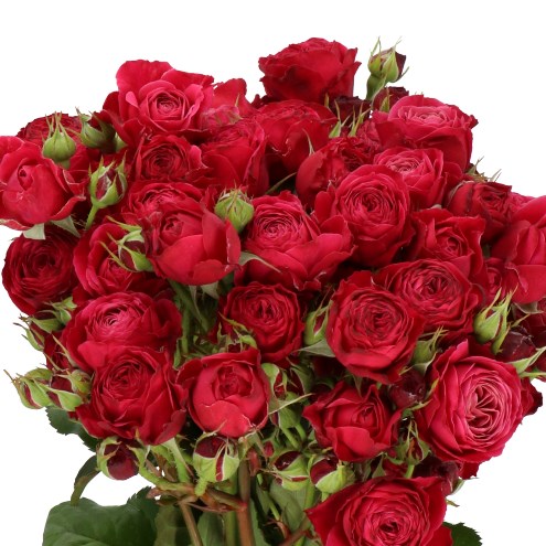 ROSE SPRAY PARTY TRENDSETTER 70cm | Wholesale Dutch Flowers & Florist ...