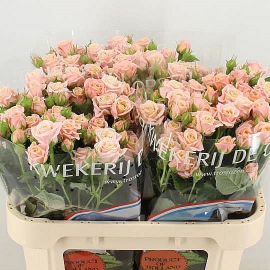 ROSE SPRAY PEACH YO YO 60cm | Wholesale Dutch Flowers & Florist Supplies UK