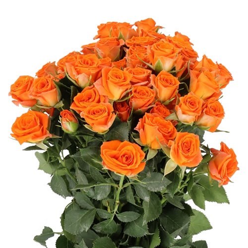 ROSE SPRAY PICANTO 50cm | Wholesale Dutch Flowers & Florist Supplies UK