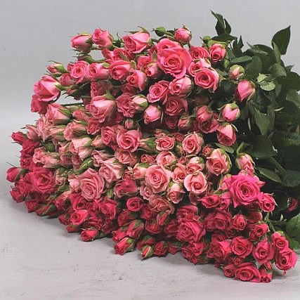 ROSE SPRAY PINK MIX (SMALL) 40cm | Wholesale Dutch Flowers & Florist ...