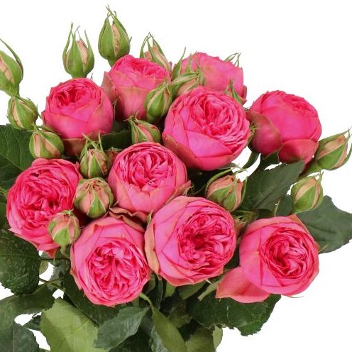 ROSE SPRAY PINK PIANO FREILAND 50cm | Wholesale Dutch Flowers & Florist ...