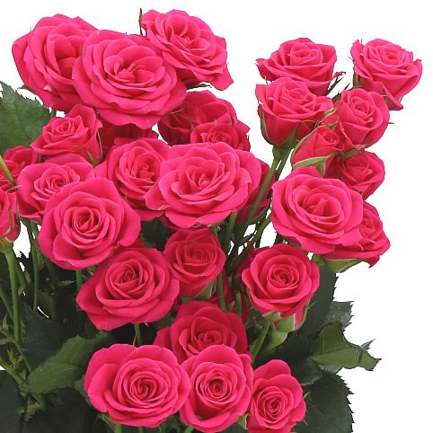 ROSE SPRAY PINK YO-YO 50cm | Wholesale Dutch Flowers & Florist Supplies UK