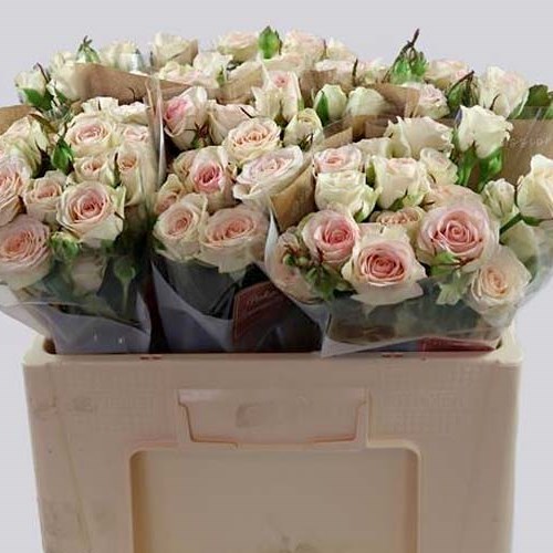 ROSE SPRAY PINKY PROMISE 50cm | Wholesale Dutch Flowers & Florist ...