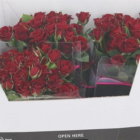 ROSE SPRAY PUSHKIN (V SMALL) 40cm | Wholesale Dutch Flowers & Florist ...