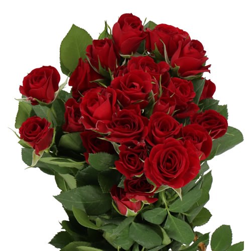 ROSE SPRAY PUSHKIN (V SMALL HEADS) 40cm | Wholesale Dutch Flowers ...