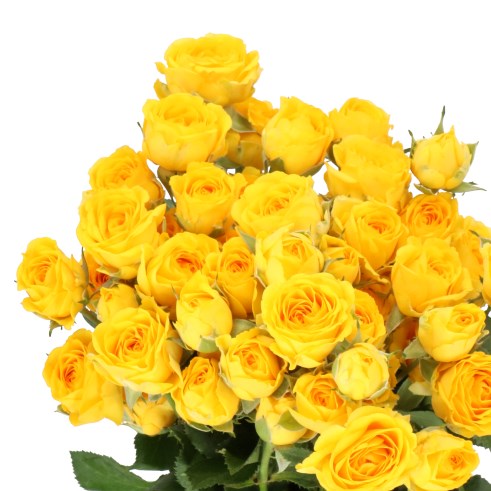 ROSE SPRAY RAMONA 50cm | Wholesale Dutch Flowers & Florist Supplies UK