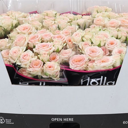 ROSE SPRAY ROSANELLA 50cm | Wholesale Dutch Flowers & Florist Supplies UK