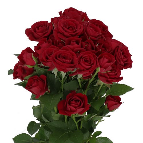 ROSE SPRAY RUBICON 50cm | Wholesale Dutch Flowers & Florist Supplies UK