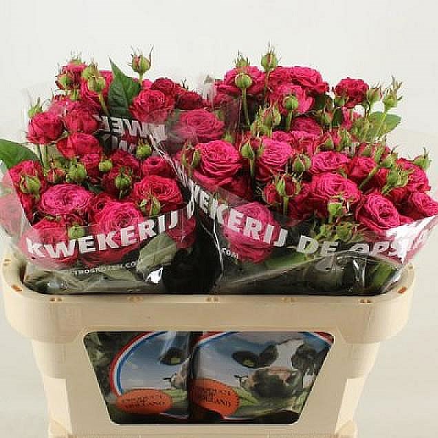 ROSE SPRAY RUSH 70cm | Wholesale Dutch Flowers & Florist Supplies UK