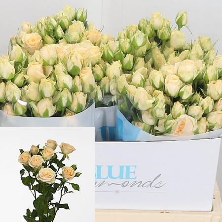 ROSE SPRAY SALINERO 60cm | Wholesale Dutch Flowers & Florist Supplies UK