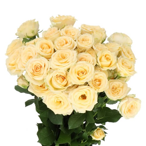 ROSE SPRAY SALINERO 60cm | Wholesale Dutch Flowers & Florist Supplies UK