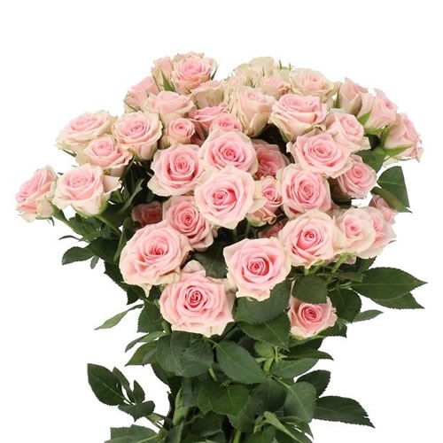 ROSE SPRAY SEVERINA 60cm | Wholesale Dutch Flowers & Florist Supplies UK
