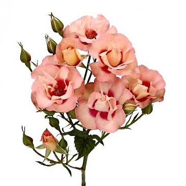 ROSE SPRAY SHIRAZ 50cm | Wholesale Dutch Flowers & Florist Supplies UK