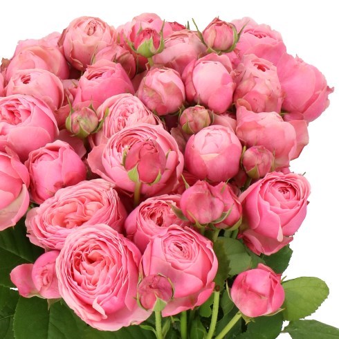 ROSE SPRAY SILVA PINK 60cm | Wholesale Dutch Flowers & Florist Supplies UK